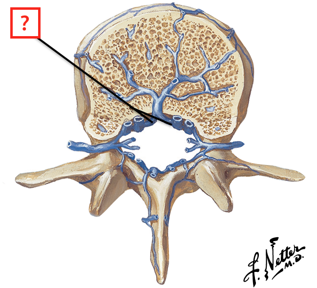 Internal Vertebral Venous Plexus