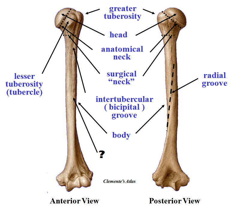 Humerus Intertubercular Groove