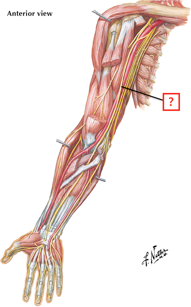 Median Nerve Netter