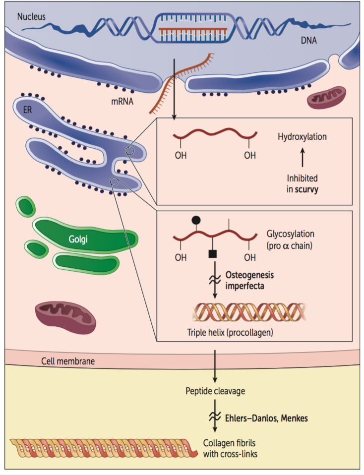 Cellular Flashcards | Memorang