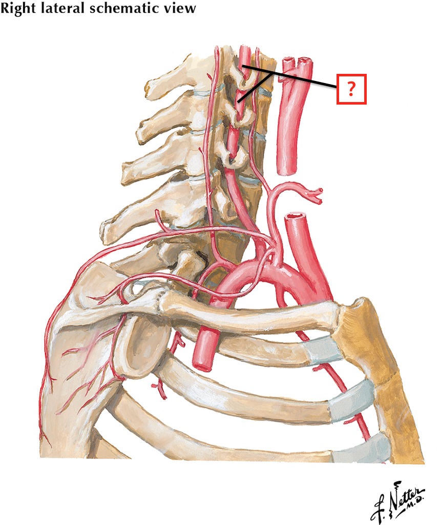 Supreme Intercostal Artery