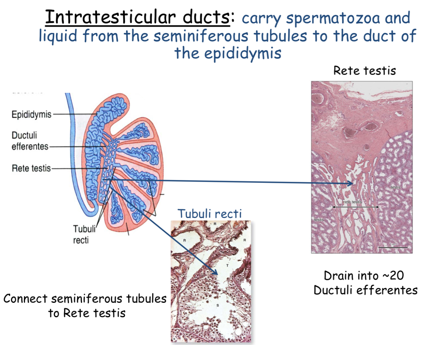 Tubuli Recti Histology