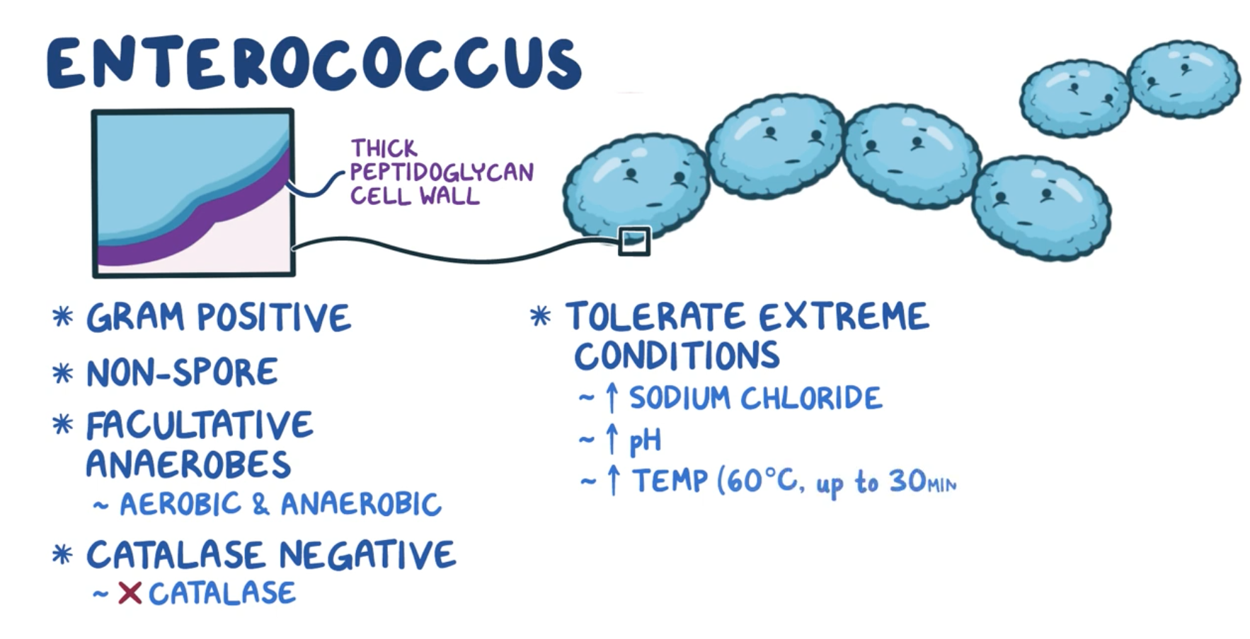 Enterococcus Flashcards | Memorang