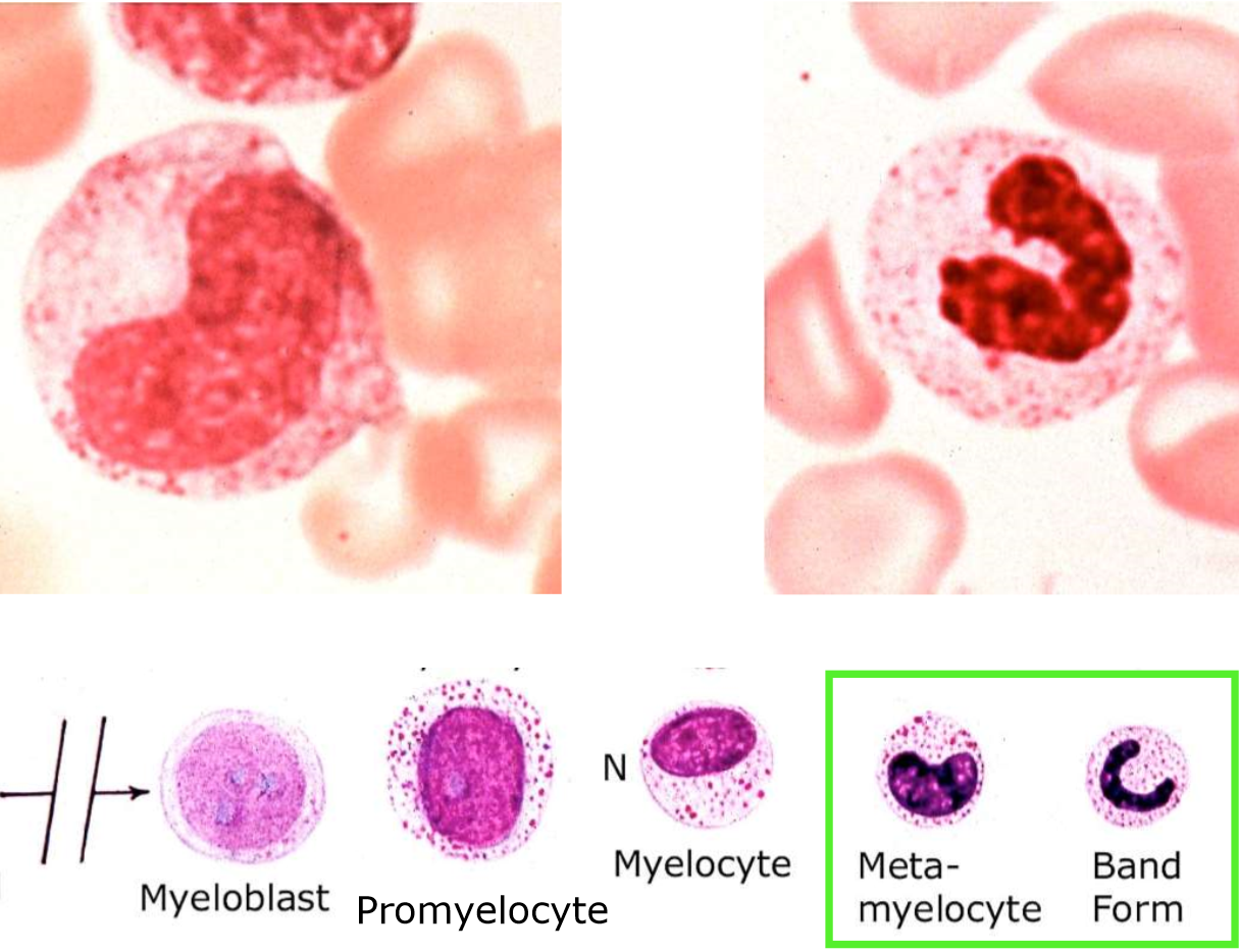 Hematopoeisis Flashcards | Memorang