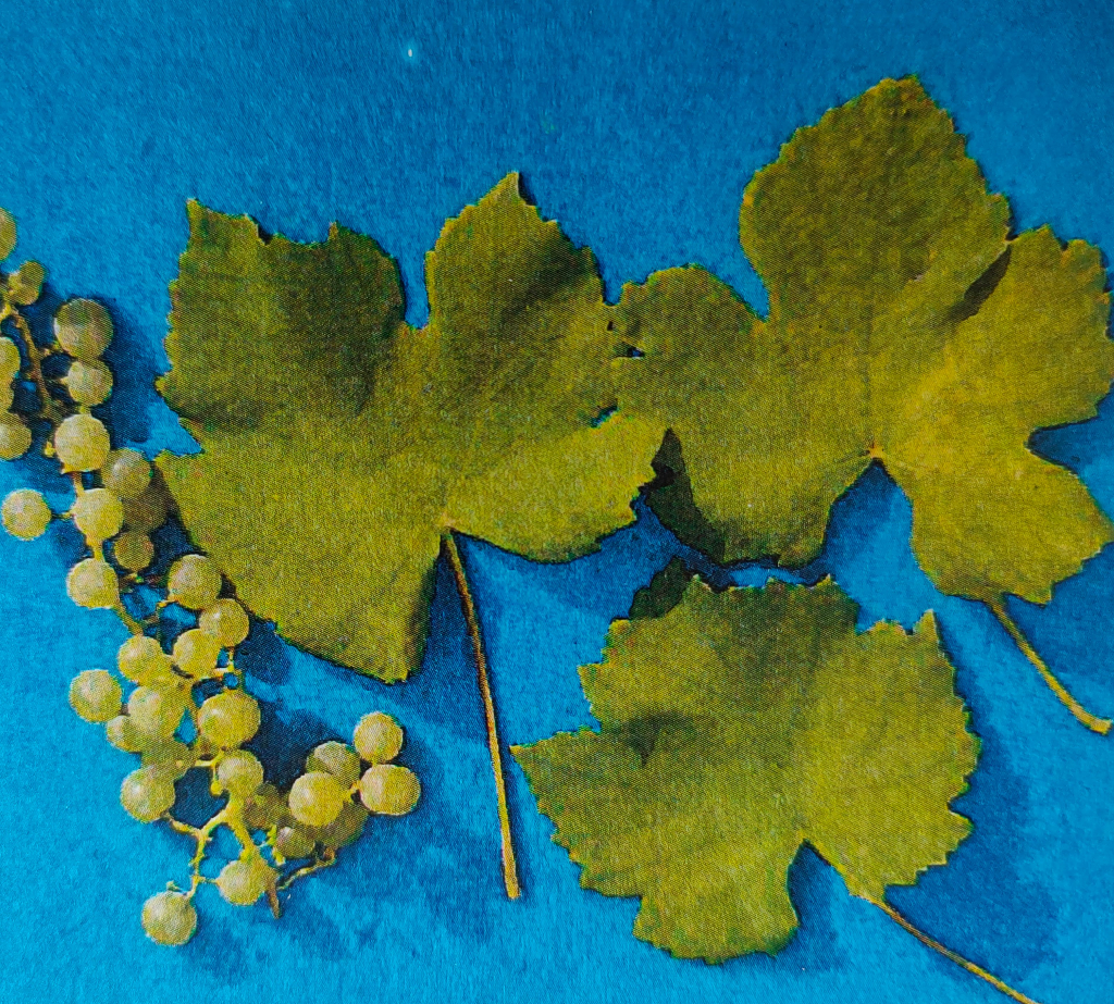 Carences Flashcards | Memorang