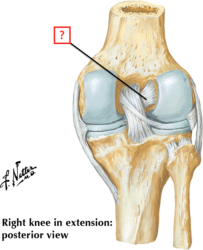 Ligaments Of The Knee Netter
