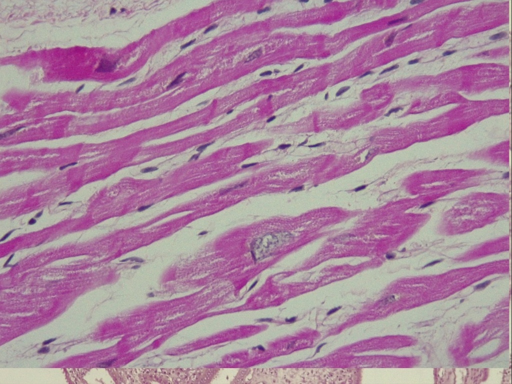 Procesos de adaptación veterinaria Flashcards | Memorang