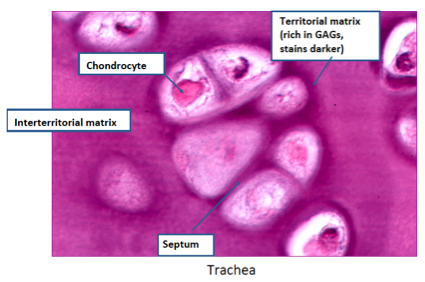 Cartilage Flashcards | Memorang