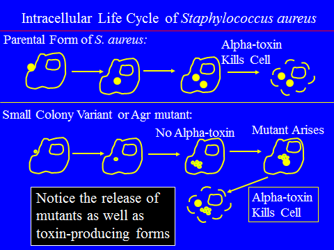 Staphylococus Flashcards | Memorang