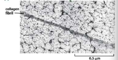 Cartilage Flashcards | Memorang