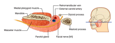 Retromandibular Vein Parotid