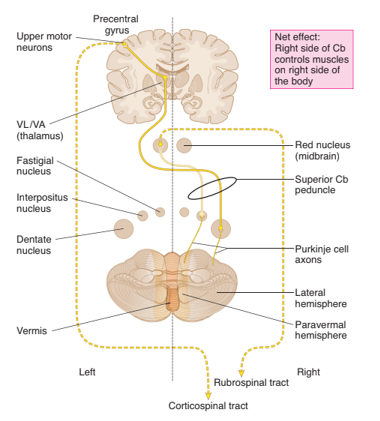 Interpositus Nucleus