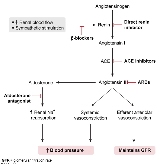 cardiology Flashcards | Memorang