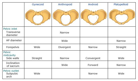 Android Pelvis