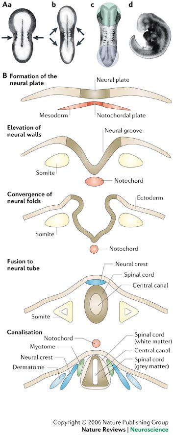 Neurology Flashcards | Memorang