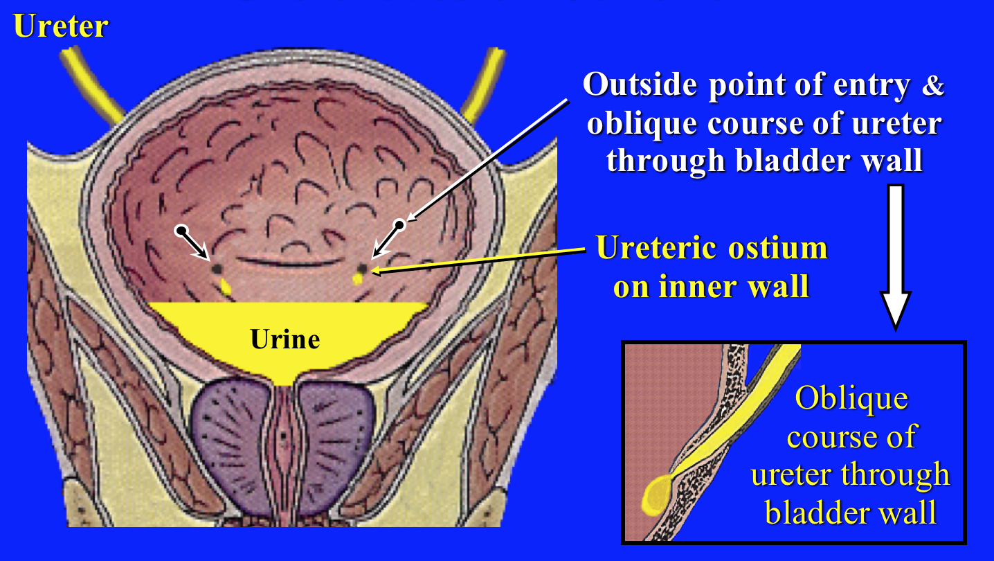 Urinary Bladder Gross Anatomy