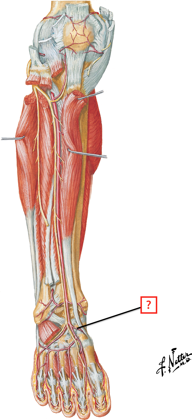Veins Of The Leg Netter