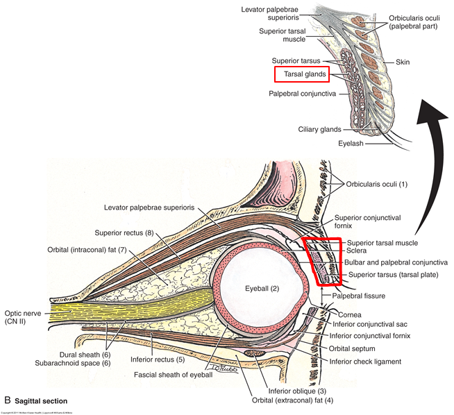 Orbital Septum Netter