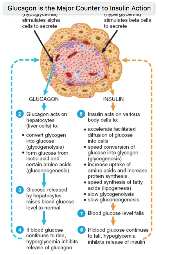 Pancreas Flashcards | Memorang