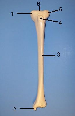 Tibia Unlabeled