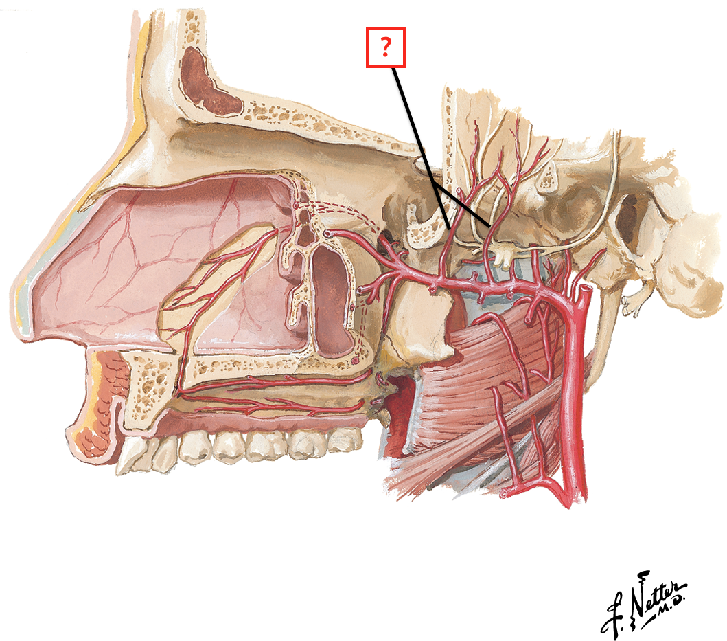 Sphenopalatine Artery Anatomy