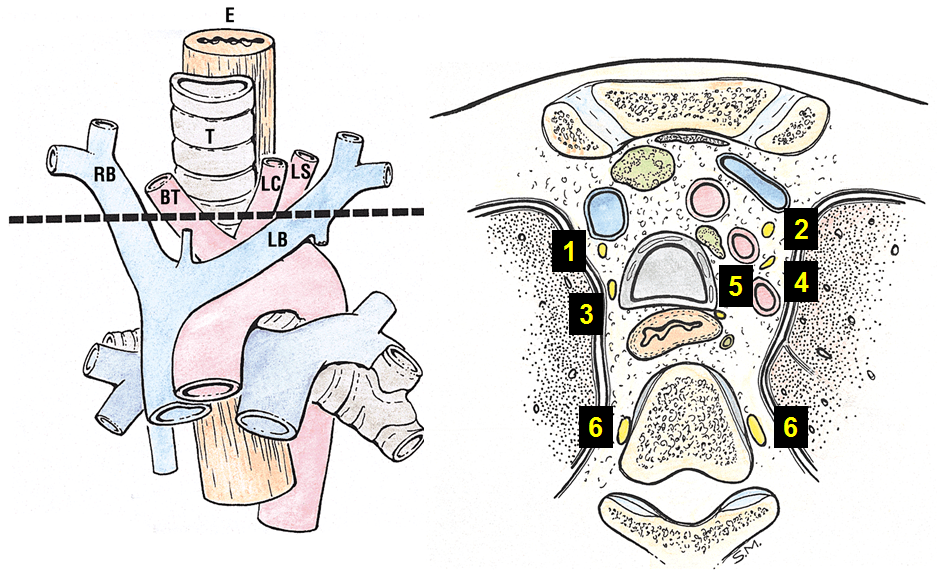 Superior Mediastinum Cross Section