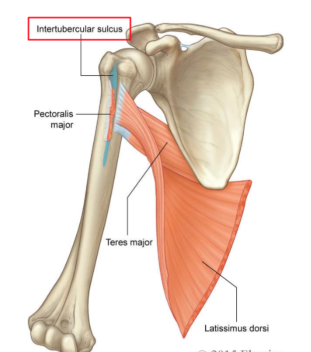 Intertubercular Groove Latissimus Dorsi