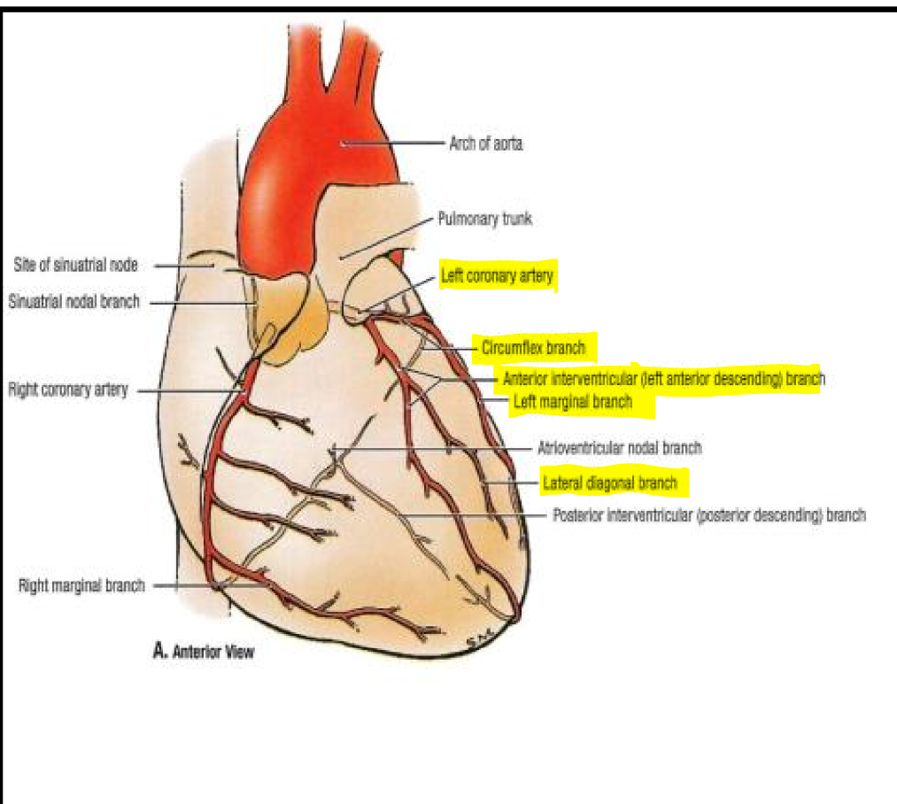 Sa Nodal Artery Right Coronary