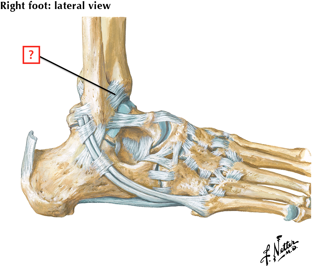Ankle Joint Lateral View Diagram