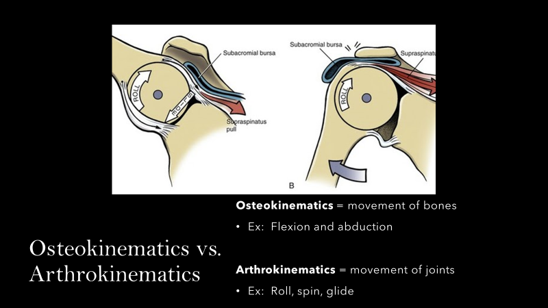 Shoulder Biomechanics Flashcards | Memorang